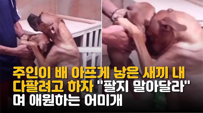 신나게 뛰어놀았던 탓에 피곤했던 강아지가 쿠션 위에서 잠든 귀여운 모습 애니멀 플래닛