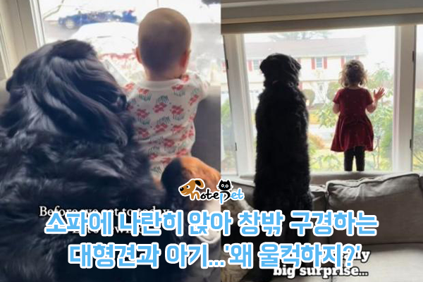 할아버지가 개 간식 들고 길가에 홀로 앉아 있었던 이유감동이야 노트펫