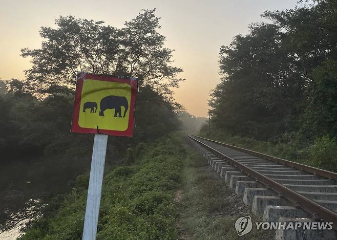 스리랑카서 여객 열차가 야생 코끼리 떼 치어6마리 숨져