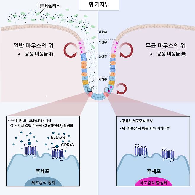 김태열의 생생건강s펜 위장 질환 예방·치료 가능한 장내 미생물 메커니즘 규명”