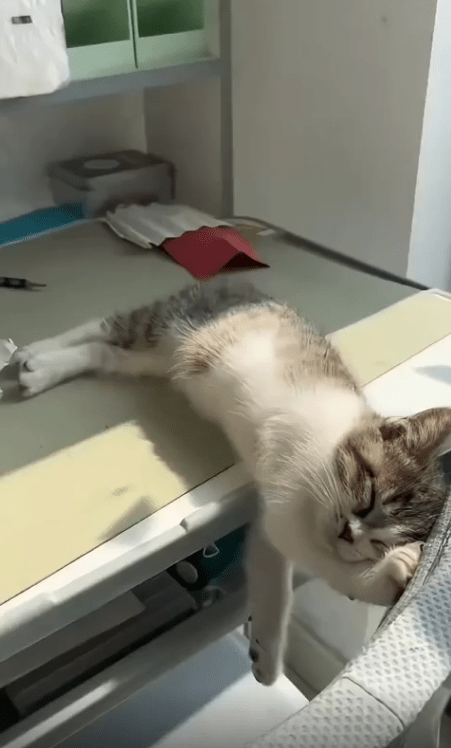 책상 위에서 포근하게 잠든 새끼 고양이 디피펫