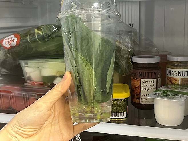 깻잎 냉장고에 그냥 두지 마세요 일주일 내내 싱싱한 깻잎 보관법 꿀하우스
