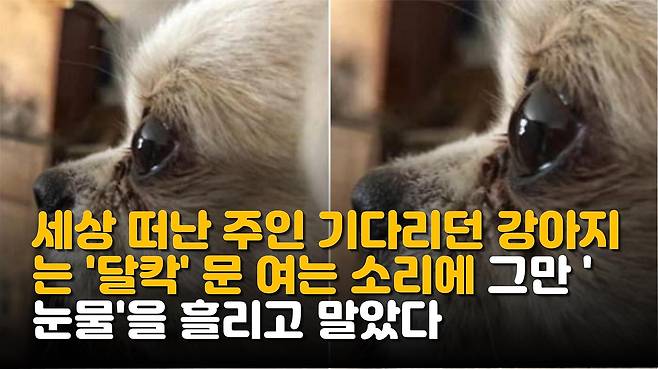 날씨 좋은 날 햇빛 아래 앉아 일광욕 제대로 즐기는 중인 고양이의 표정 애니멀 플래닛