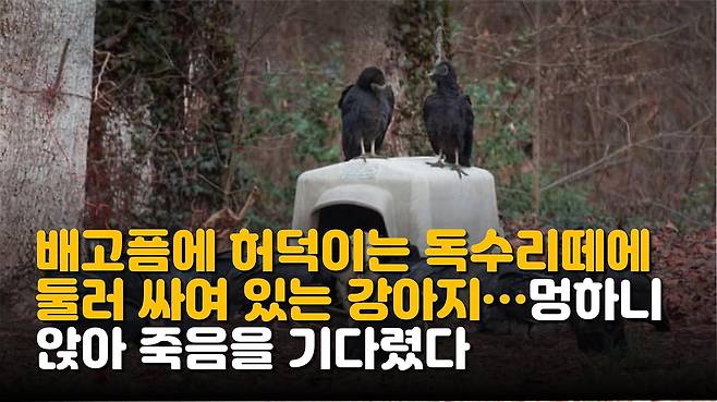 울집 강아지는 이상하게 멀쩡한 집 놔두고 매일 눈삽에서 자요 애니멀 플래닛