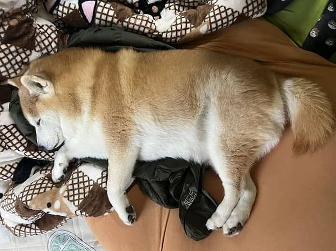 산책 나갔다 돌아와 지쳤는지 그대로 드러누워서 잠든 체력 방전 강아지 애니멀 플래닛