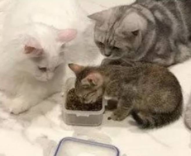 신입 새끼 고양이가 밥 먹자 신기했는지 몰려와서 지켜보는 고참 고양이들 애니멀 플래닛