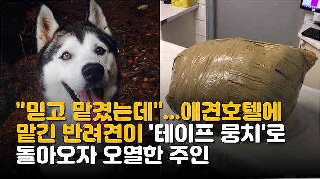 아기가 아장아장 걷다가 넘어지자 걱정된 눈빛으로 바라보는 강아지 애니멀 플래닛