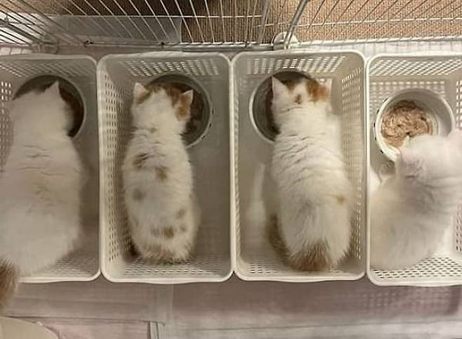 자기 밥그릇 아닌 다른 형제 밥 뺏어먹는 새끼 고양이들 위해 집사가 내린 조치 애니멀 플래닛