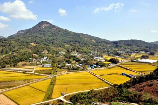 전남 구례부터 경북 영천까지 봄내음 가득 산수유 전국 숨은 명소 Best 4 추천 이앤투어픽