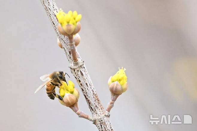 꽃가루 다 내꺼야 오늘의 한 컷