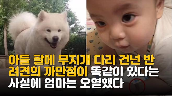 새 가족이 된 고양이랑 친해지고 싶었던 강아지가 눈치 없이 벌인 행동 애니멀 플래닛
