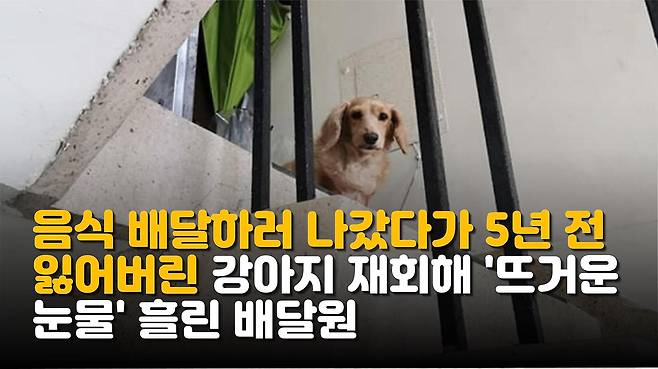 훈련소에서 울집 강아지 똑똑하다고 했는데 듣기 좋으라고 한 말인가봐요 애니멀 플래닛