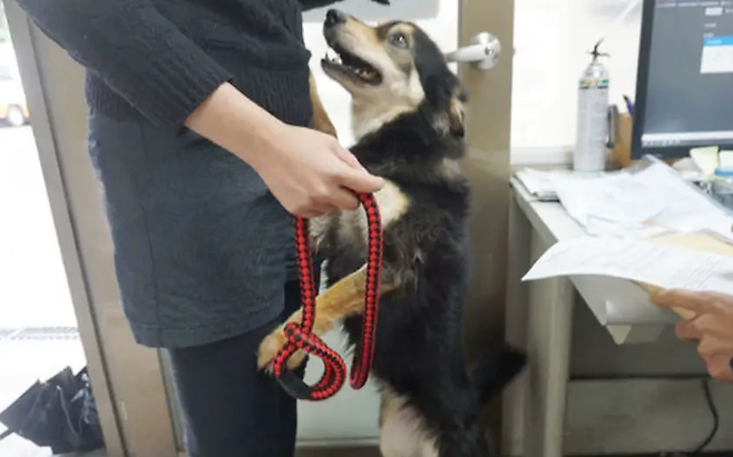 버림견 맞아 새 가족 만나 해맑음 되찾은 강아지의 감동적인 변신 재미진