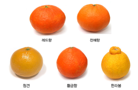 주말엔음식 천혜향·레드향·황금향·한라봉의 차이를 아십니까