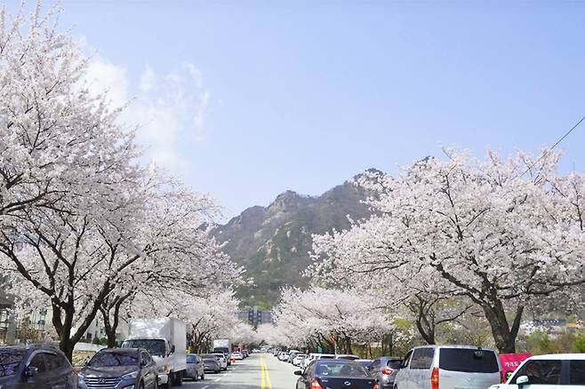 내일부터 축제 시작 35만 명 몰린 45km 벚꽃길 여행을말하다