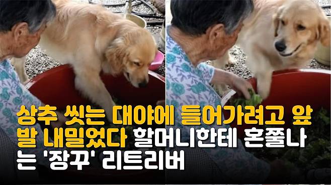 샤워하고 수건 찾다가 고양이 보고 소스라치게 놀랐어요 애니멀 플래닛
