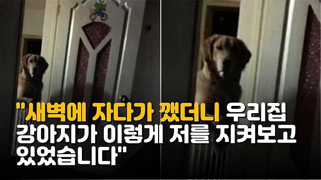 고양이들 사라져 심장 철렁했던 엄마가 잠시후 마주한 상황 애니멀 플래닛