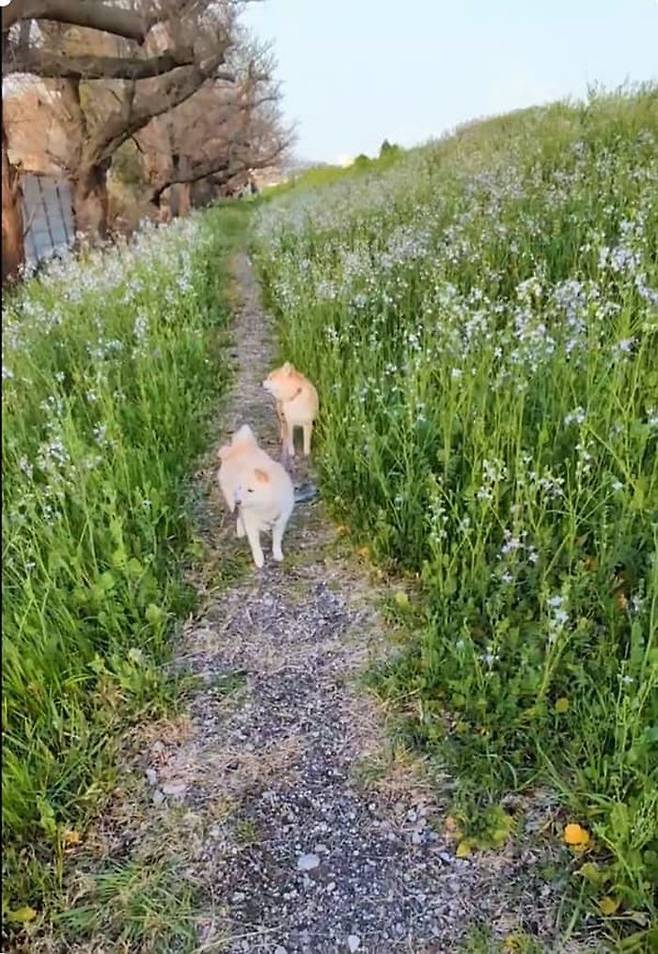 꼬리 흔들며 산책하러 나온 강아지가 분홍빛으로 물든 벚꽃을 대하는 자세 애니멀 플래닛