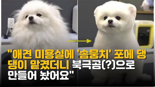 고양이 키우는 집사들 사이서 품절 대란 일어난 배춧잎 이불 애니멀 플래닛