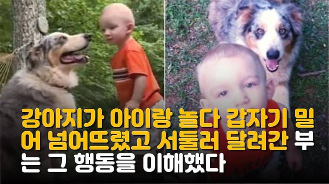 고양이가 거실에 있는 캣타워에 올라가지 않는 이유 애니멀 플래닛