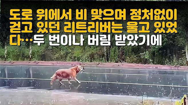바닥에 배 깔고 엎드려 잠든 모습 너무 귀여워 인형인 줄 알았다는 반려견 애니멀 플래닛