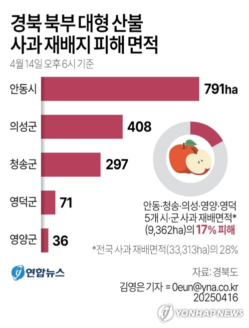 그래픽 경북 북부 대형 산불 사과 재배지 피해 면적