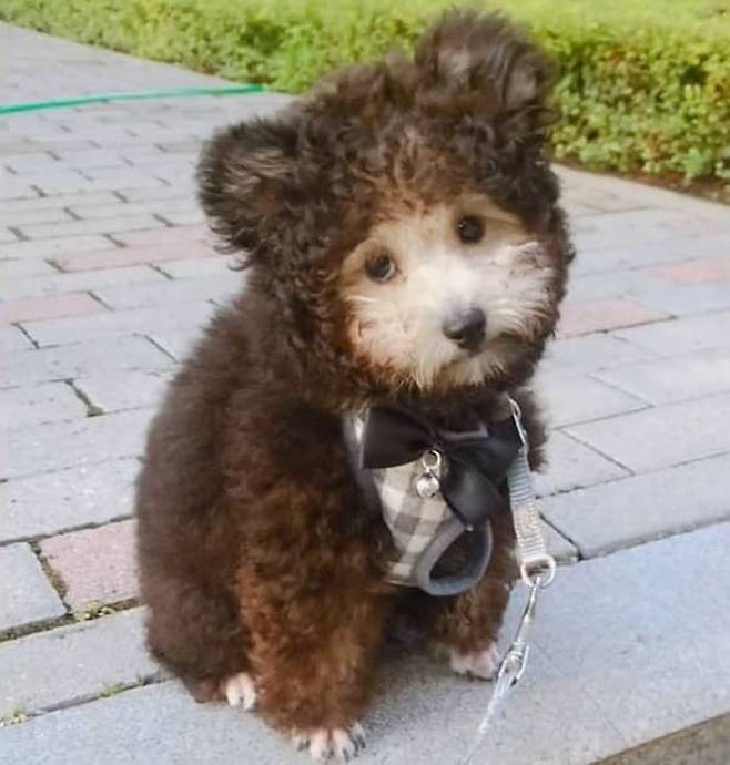 추워서 곰돌이 옷 입고 산책 나온 줄 알았던 귀요미 강아지의 반전 진실 애니멀 플래닛