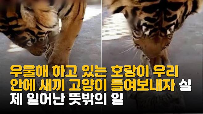 추워서 곰돌이 옷 입고 산책 나온 줄 알았던 귀요미 강아지의 반전 진실 애니멀 플래닛