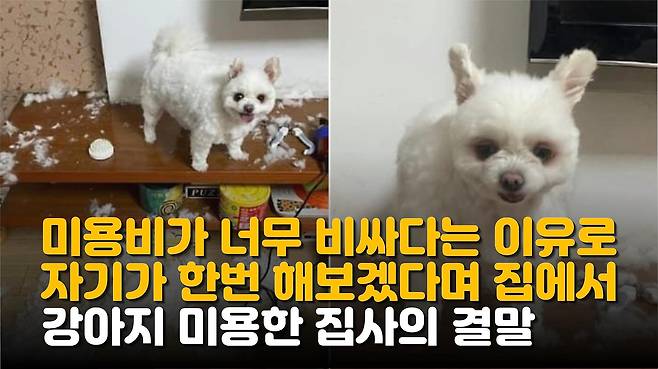입양한 강아지들 오늘 데려왔다며 엄마가 보낸 귀여운 사진 애니멀 플래닛