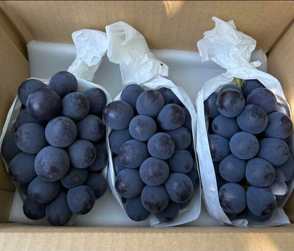 과일 이 시간에 먹으면 병원에 갑니다 절대 먹지 마세요 유기농 레시피 일기장