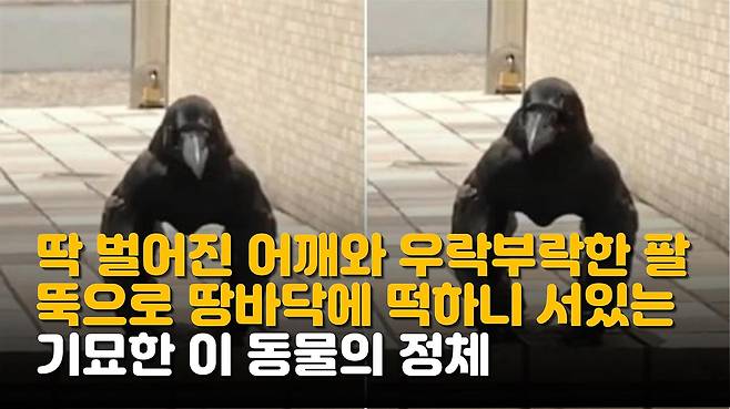 머리에 사자털 씌워줬더니 자기가 진짜 사자라고 생각한 강아지 애니멀 플래닛