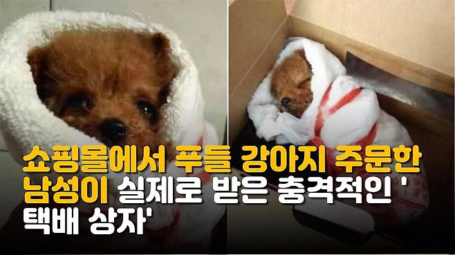 소파에 크로와상 생지가 올려져 있는 줄 알았다는 강아지의 수면 자세 애니멀 플래닛