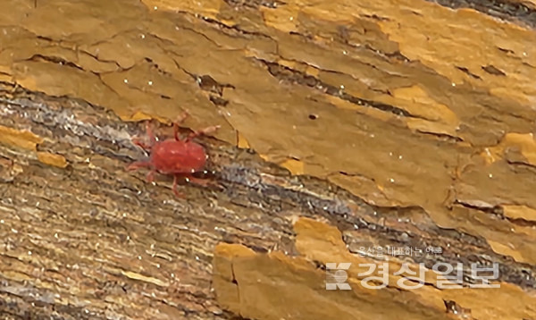 울산 도심에 빨간 진드기 다카라다니 급증시민 불안 확산