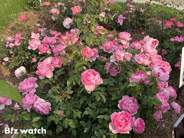 세계도 홀렸다…에버랜드의 12년 '장미' 뚝심