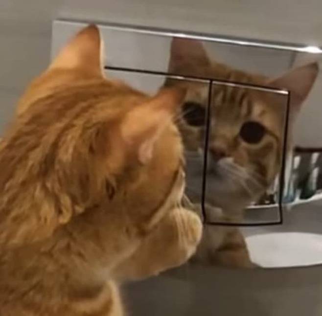 화장실 변기 밟고 일어서더니 스위치에 비친 얼굴 빤히 보는 고양이 | 애니멀 플래닛