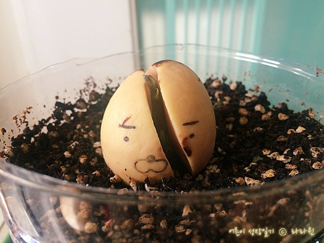 아보카도 키우기 2달 반만에 싹이 났어요