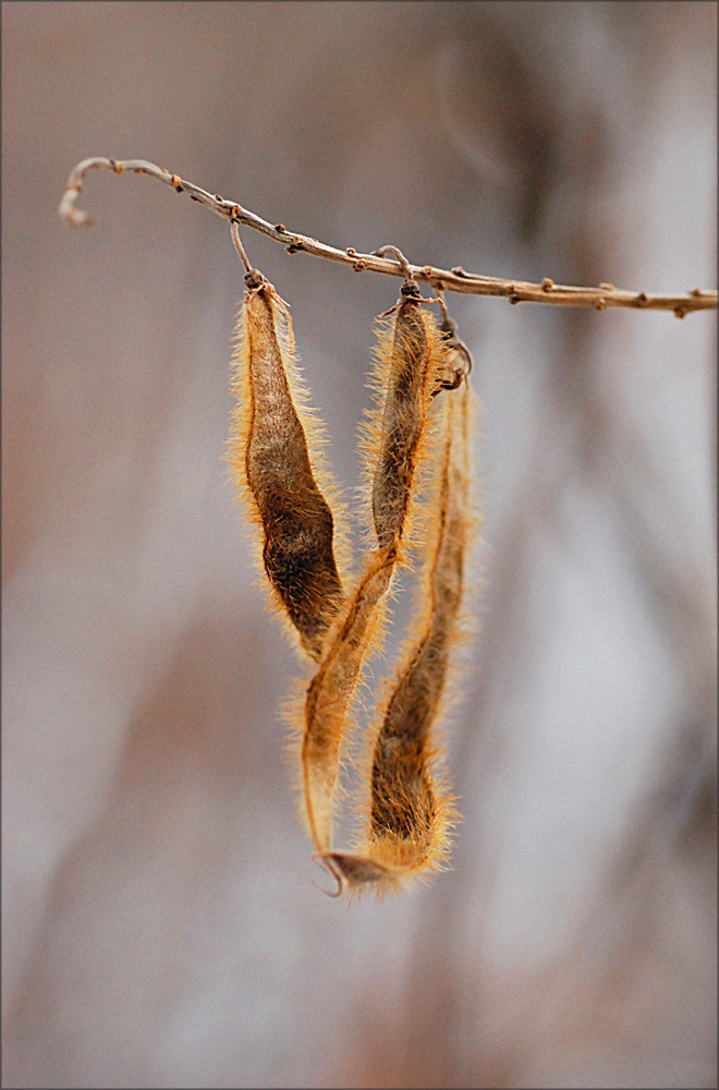 칡(콩과) 꽃과 열매, 흰색 칡 꽃