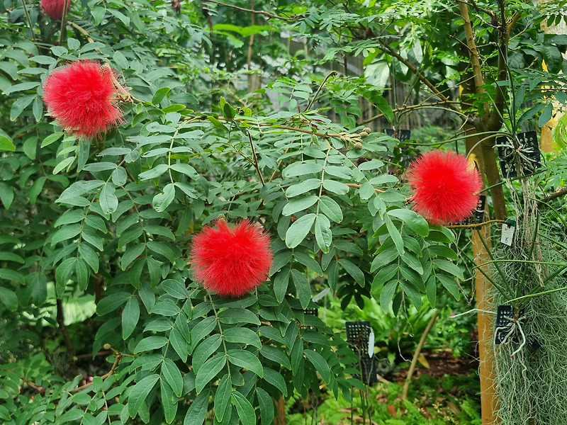 Calliandra Inaequilatera 'pink powder puff '(20250511)