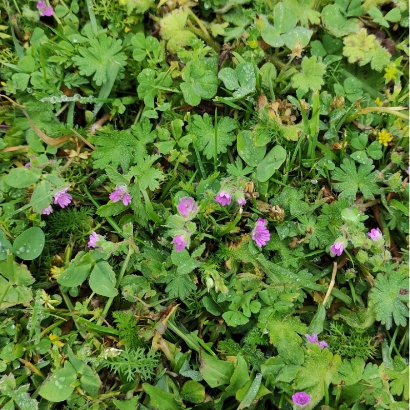 Geranium molle L. 뉴질랜드 야생화