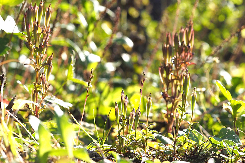 꼬인용담(용담과 수염용담속) Gentianopsis contorta (Royle) Ma