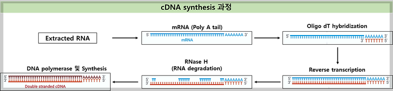 cDNA (complementary DNA) 합성 Protocol :: 정보를 주는 앙과장