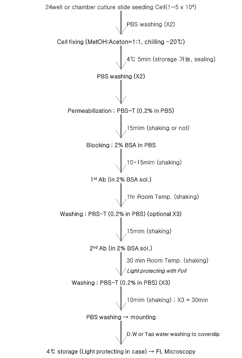 Two-color ImmunoCytoChemistry staining (2 color- ICC 염색)- Rapid/simple ...