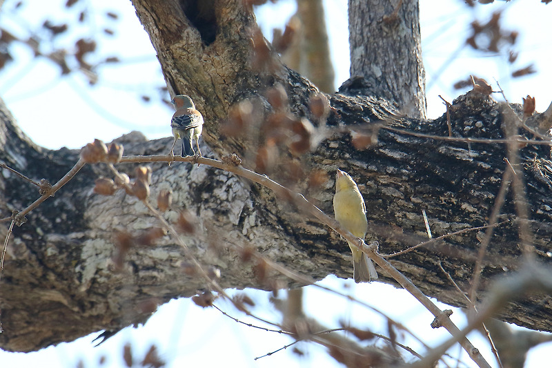 Plain-backed Sparrow