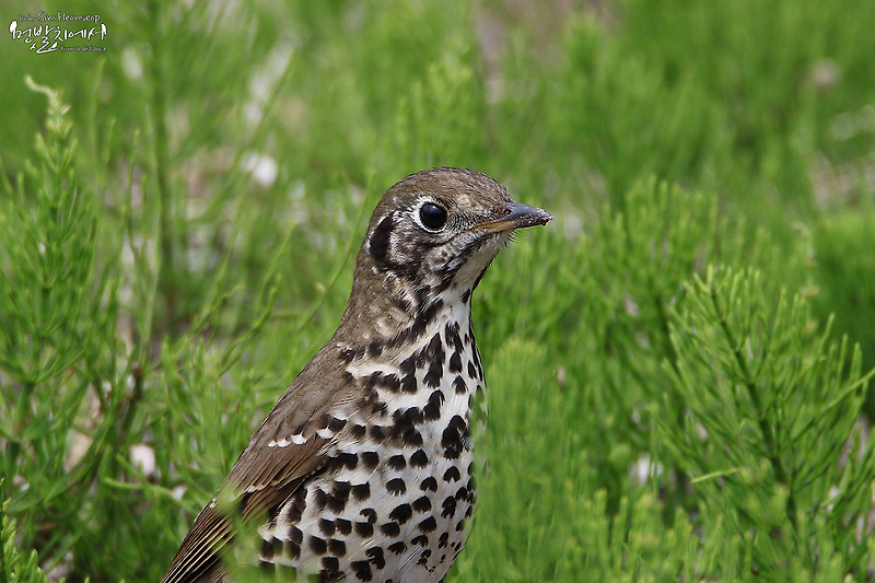 큰점지빠귀 [Chinese Thrush]