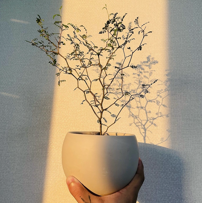 BAEKJOON_16235_나무재태크