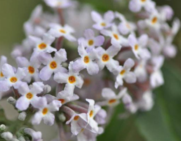 청열약 清热药 - 청간명목약 清肝明目药-밀몽화 密蒙花