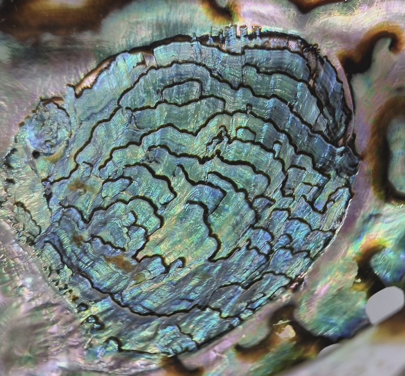 New nacre types ready for research initiation