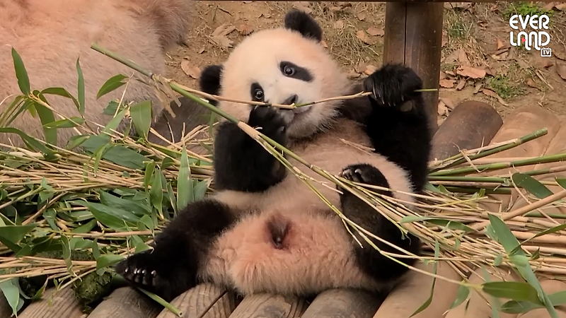 미래의 대나무 먹방 꿈나무 푸바오 | 에버랜드 판다월드 #푸바오 (Baby Panda 'FuBao')