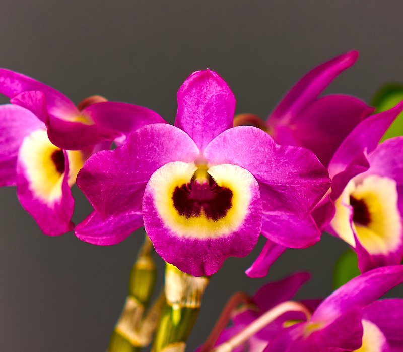덴드로비움 레드 엠페러 '프린스'(Dendrobium Red Emperor 'prince')