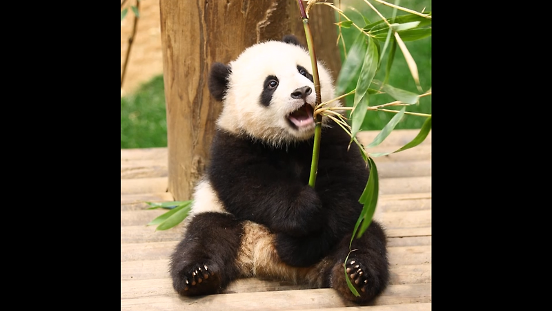 따끈따끈 후각김밥 주문하신분~?🍙 | #panda #twins #huibao #shorts